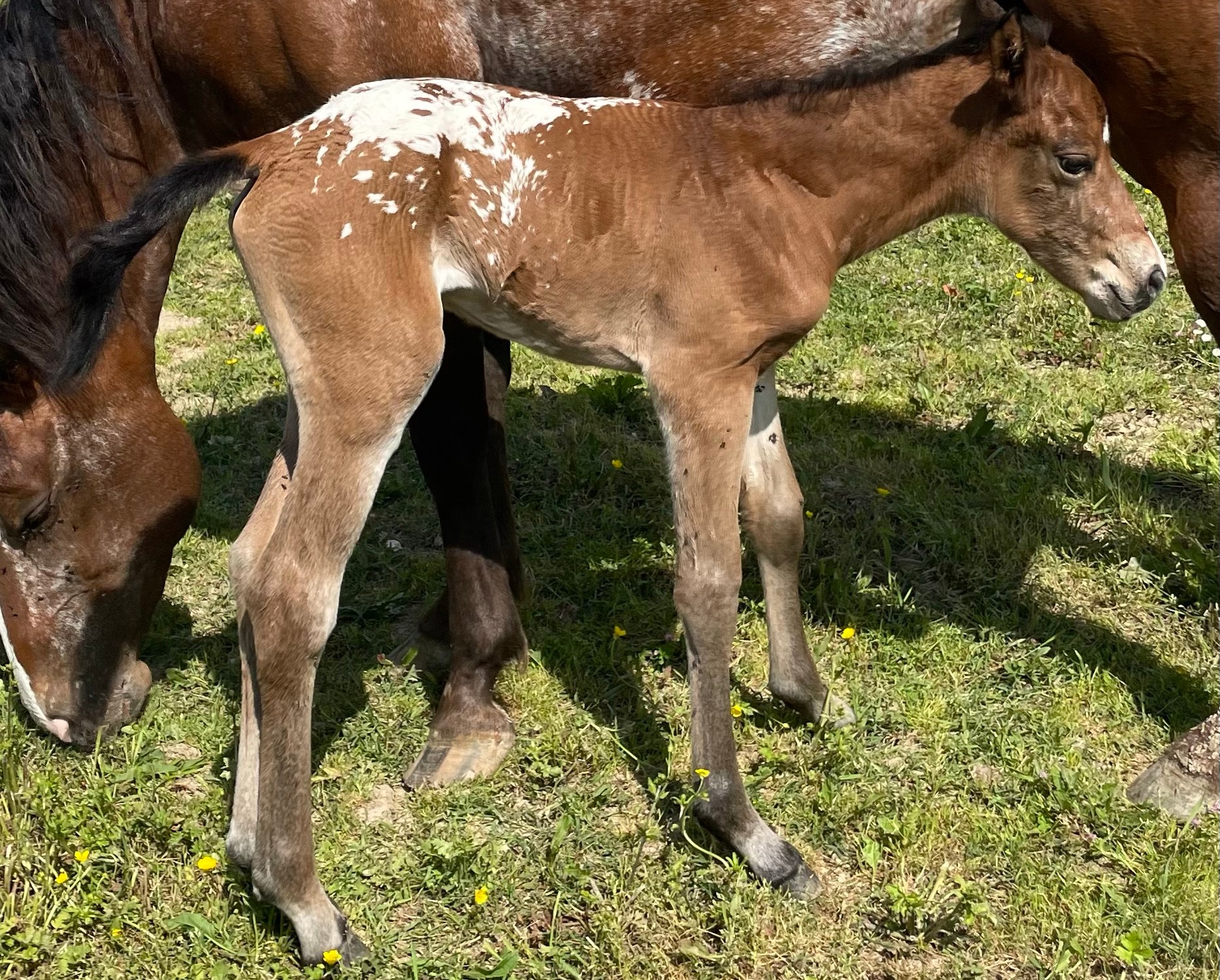 WEASLEY 🐯 LITTLE ROBOSTEP birthday – CUORE APPALOOSA 💛 REINING HORSES