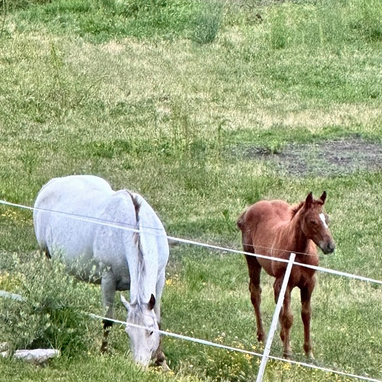 MINERVA 🐈‍⬛ MAGNETIC BAR • SHE’S DEFINITELY MAGNETIC (Day 78) – CUORE ...